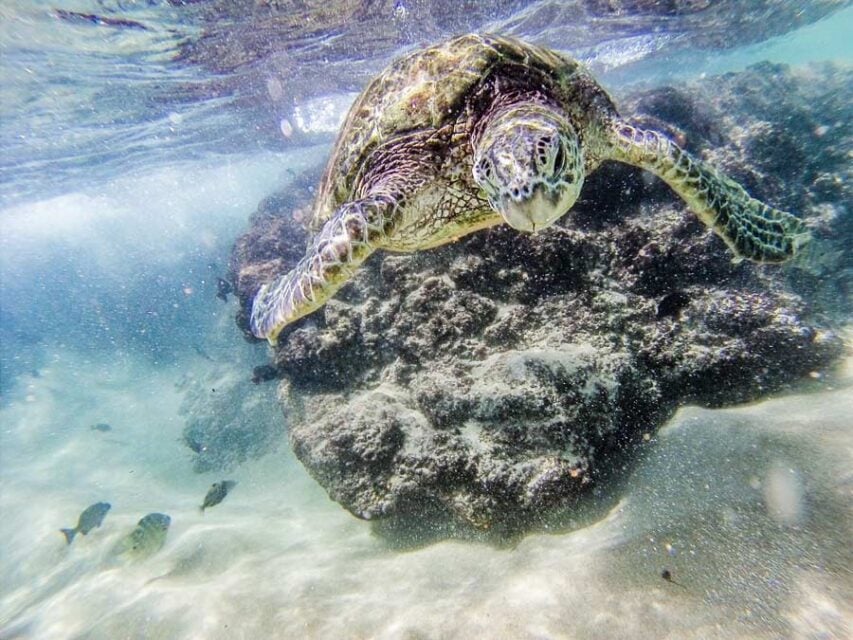 Where to Find Sea Turtles in Maui (For FREE)