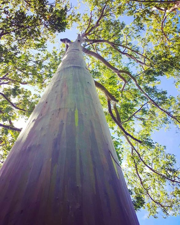 Road to Hana: Best Stops & Travel Tips (Maui, Hawaii)