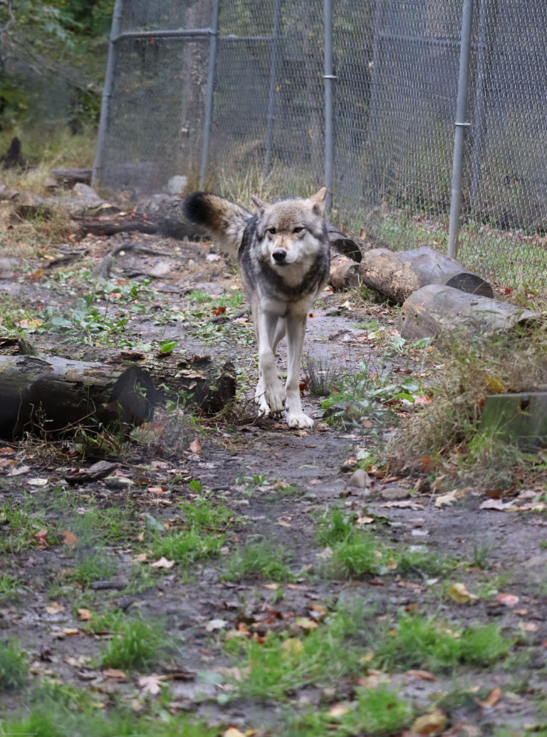 Visiting the Lakota Wolf Preserve - A Must Do! | Find Love & Travel