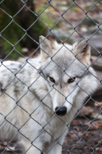 Visiting the Lakota Wolf Preserve - A Must Do! | Find Love & Travel