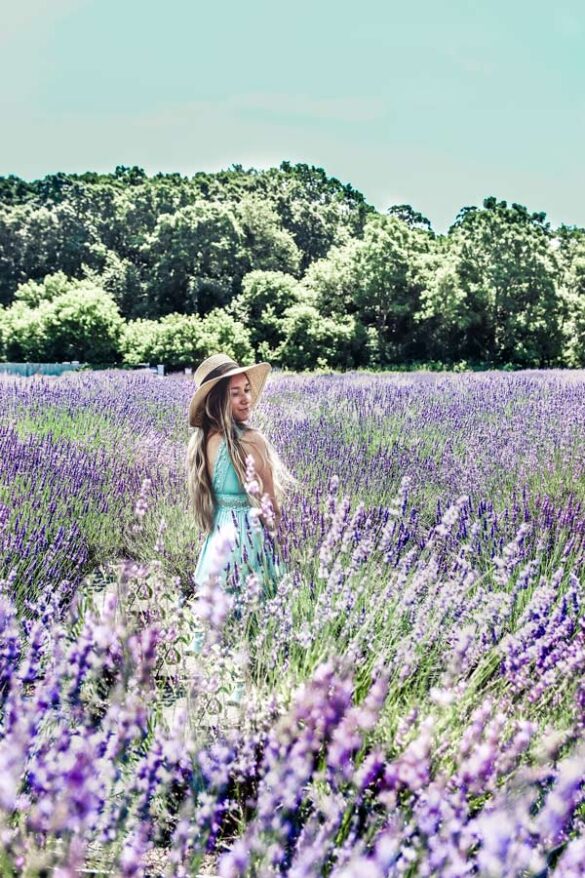 25 Beautiful Fields of Lavender Around the World - Find Love & Travel