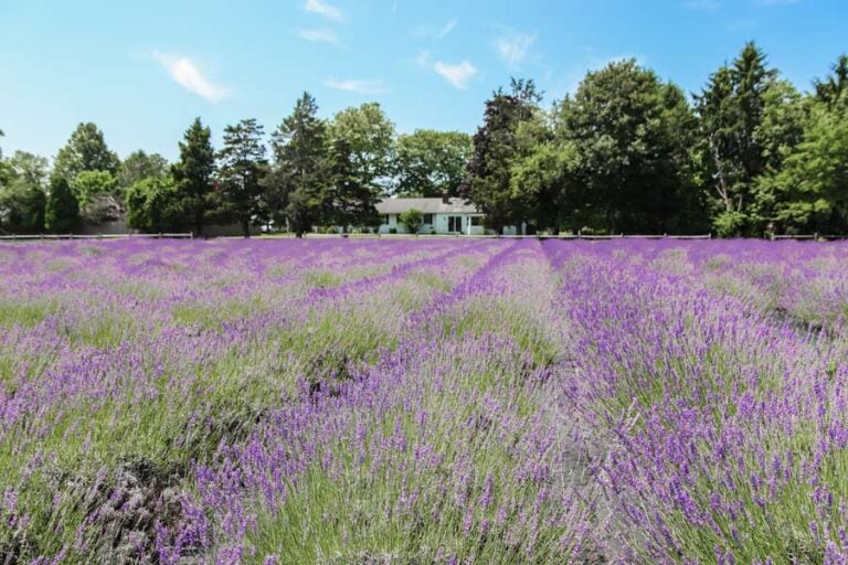 25 Beautiful Fields of Lavender Around the World - Find Love & Travel
