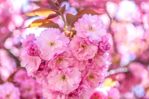 27 Fun Things To Do During The Spring in NYC - Find Love and Travel