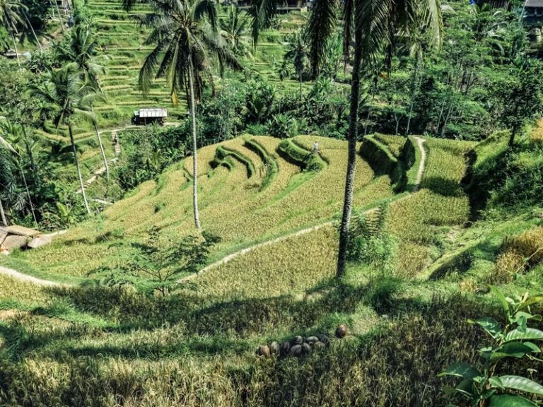 The Perfect Ubud, Bali Guide - Find Love and Travel