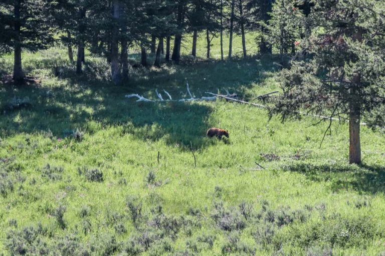 Yellowstone Summer Packing List: What to Wear and Pack in Yellowstone ...