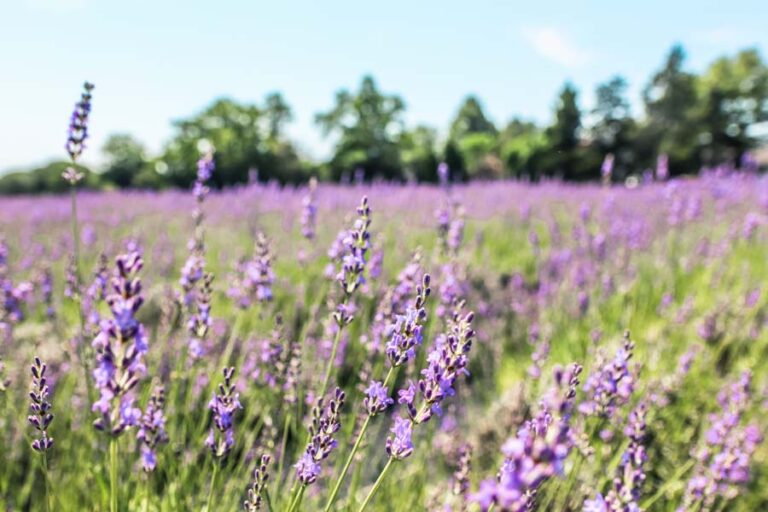 25 Beautiful Fields of Lavender Around the World - Find Love and Travel