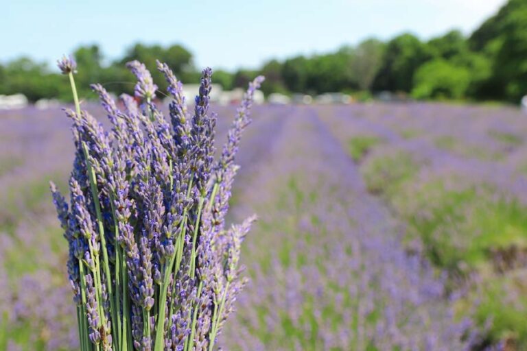 25 Beautiful Fields of Lavender Around the World - Find Love & Travel
