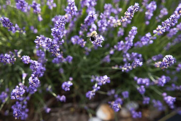 25 Beautiful Fields of Lavender Around the World - Find Love and Travel