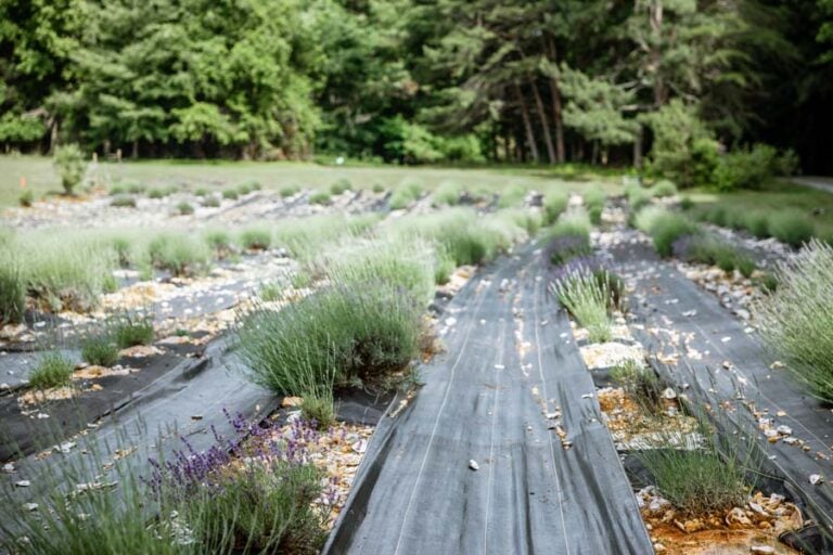 Beautiful Lavender Farms in NC to Visit This Summer - Find Love and Travel