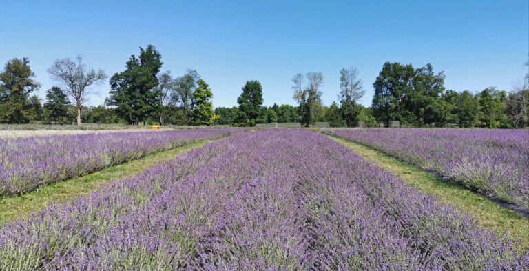 25 Beautiful Fields of Lavender Around the World - Find Love and Travel
