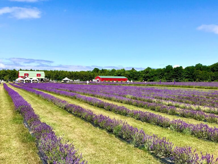 25 Beautiful Fields of Lavender Around the World - Find Love and Travel