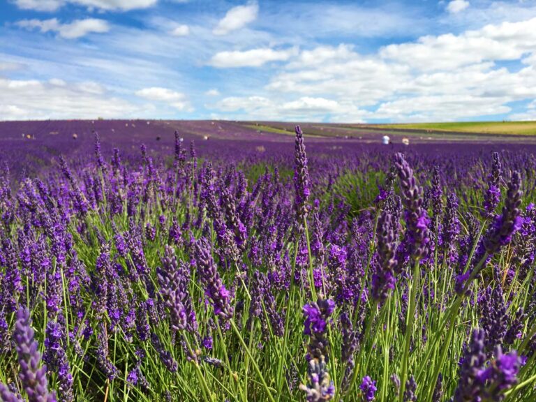 25 Beautiful Fields of Lavender Around the World - Find Love and Travel