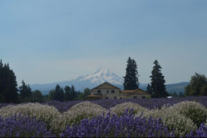 25 Beautiful Fields of Lavender Around the World - Find Love and Travel