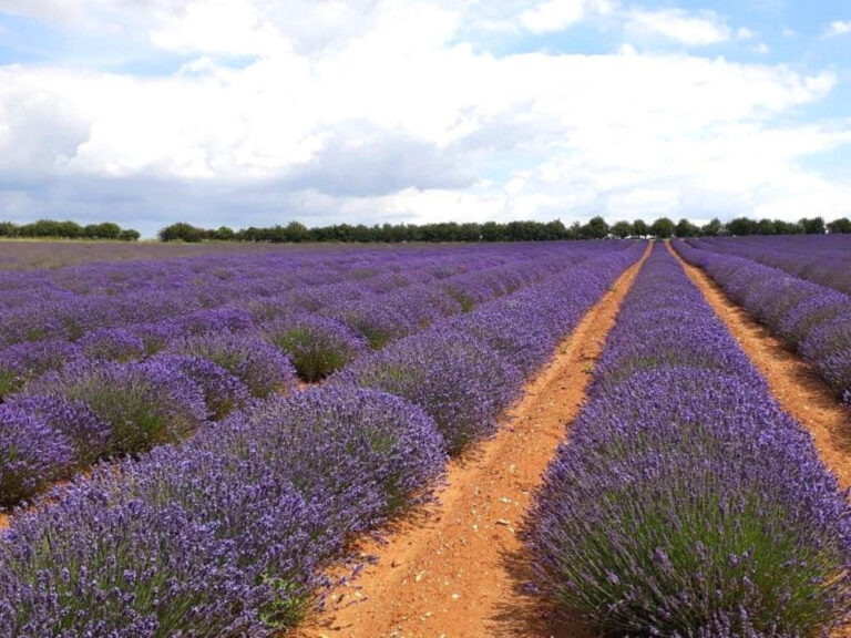 25 Beautiful Fields of Lavender Around the World - Find Love and Travel
