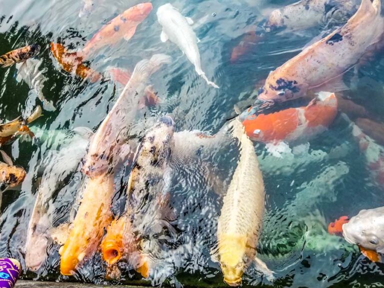 The Perfect Ubud, Bali Guide - Find Love and Travel