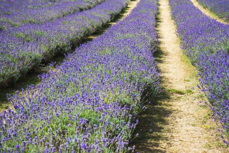 25 Beautiful Fields of Lavender Around the World - Find Love and Travel