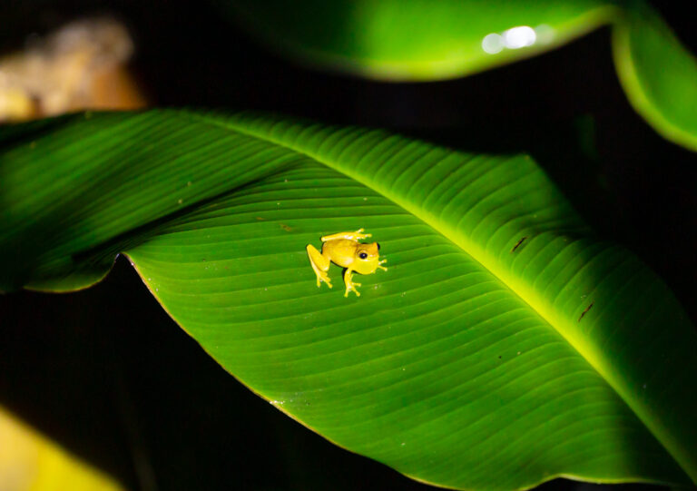 30 Costa Rica Travel Tips to Know Before You Go - Find Love and Travel