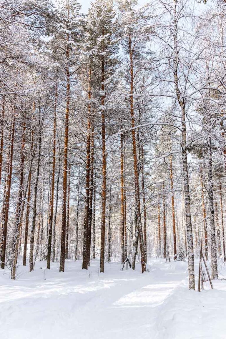 Best Things to do in Rovaniemi Finland (Best of Lapland + Travel Tips)