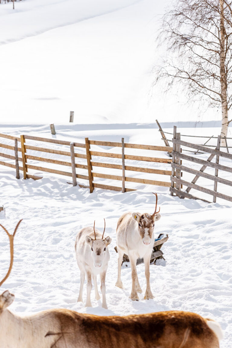 Epic Rovaniemi Winter Itinerary (1 to 5 Magical Days in Lapland) - Find ...