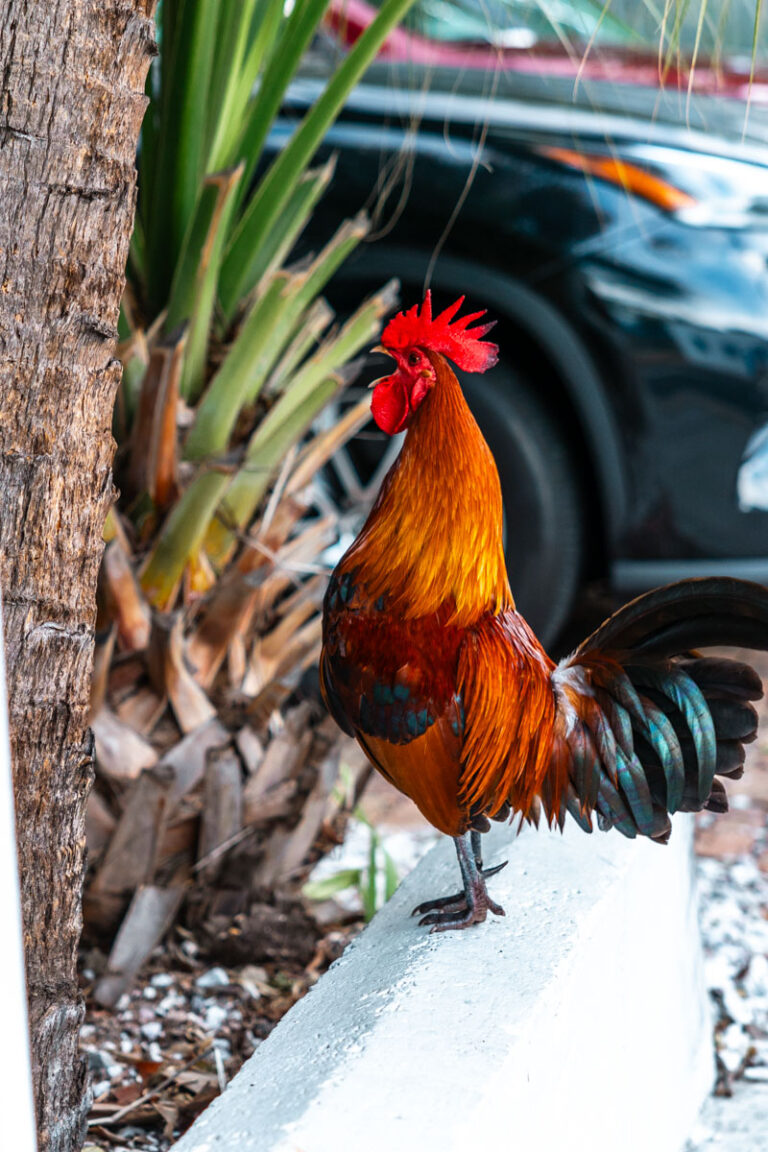 20 Key West Travel Tips to Know Before You Go - Find Love and Travel
