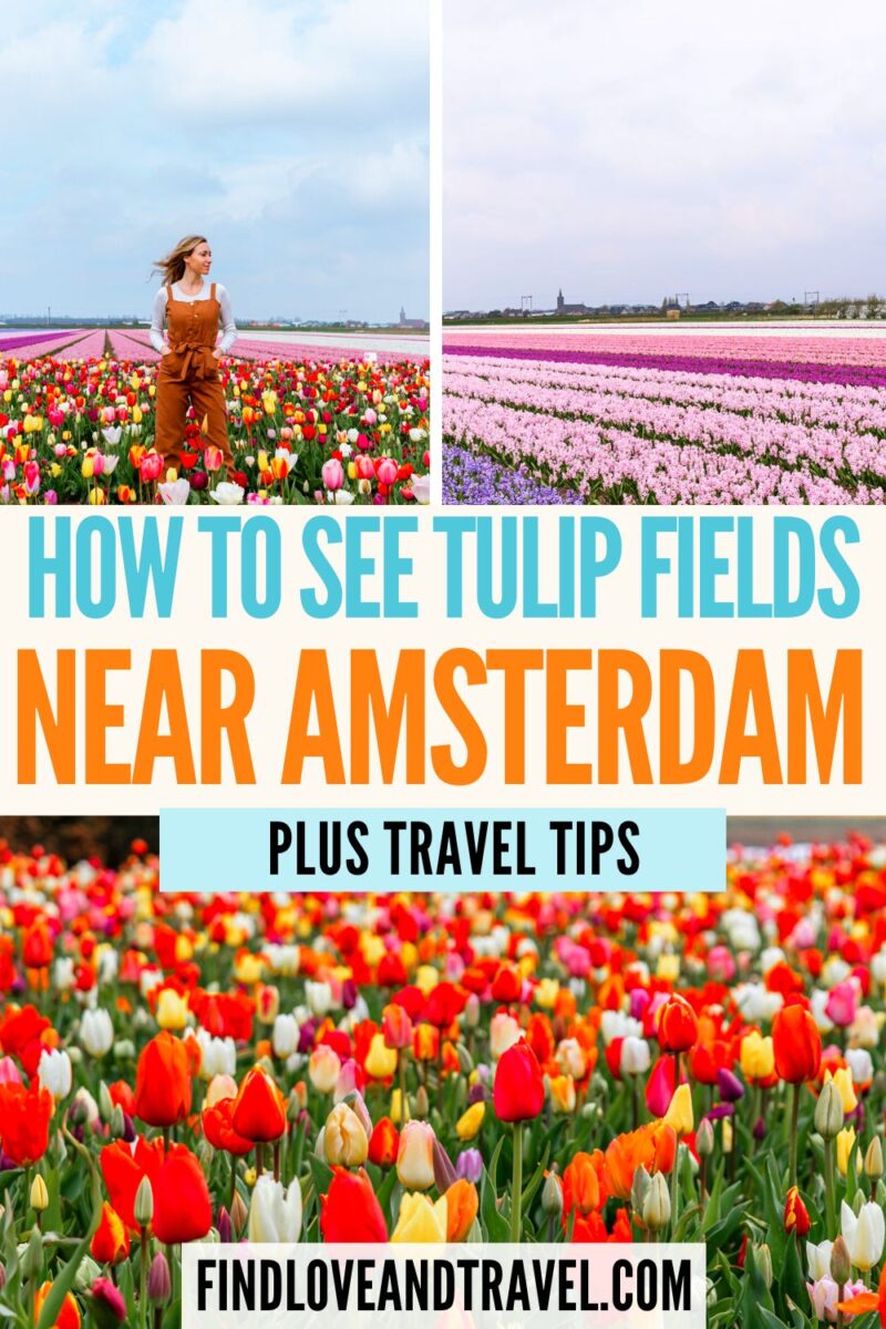 How to Visit the Tulip Fields Near Amsterdam (2024) - Find Love and Travel
