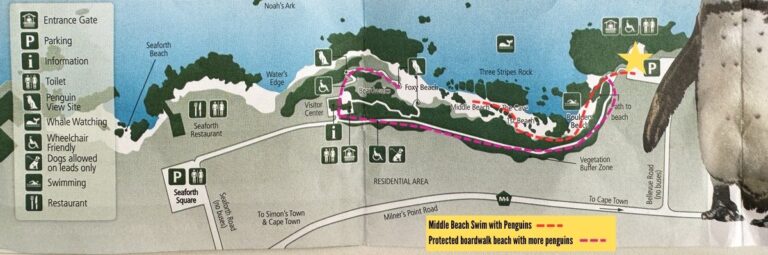 How To Swim With Penguins at Boulder Beach - Find Love and Travel