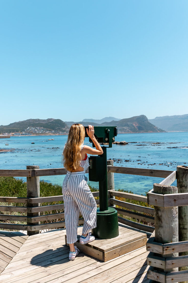 How To Swim With Penguins at Boulder Beach - Find Love and Travel