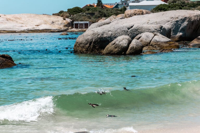 How To Swim With Penguins at Boulder Beach - Find Love and Travel