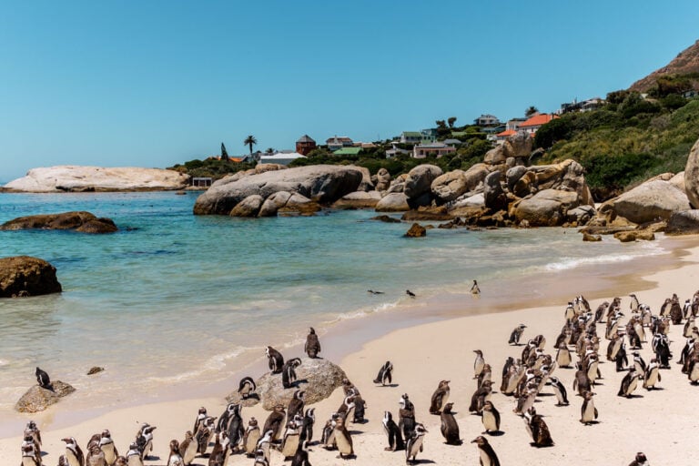 How To Swim With Penguins at Boulder Beach - Find Love and Travel