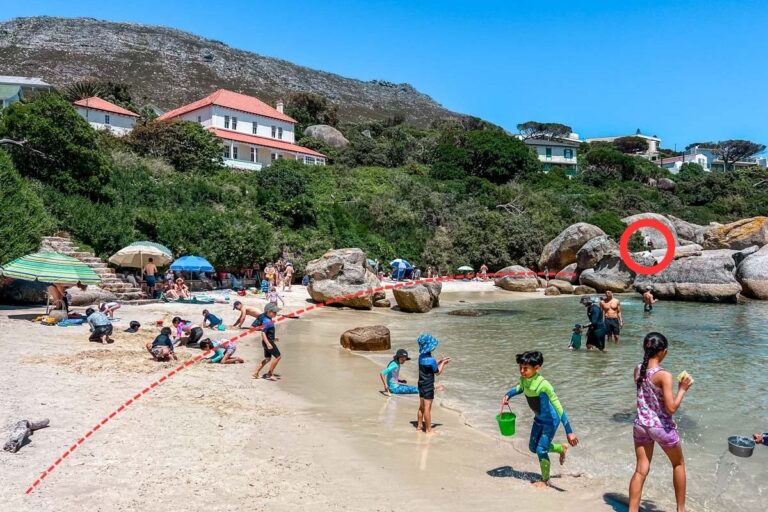 How To Swim With Penguins at Boulder Beach - Find Love and Travel